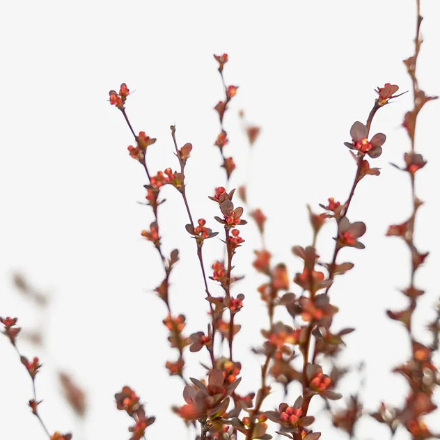 Rosy Rocket Barberry For Sale Online | The Tree Center