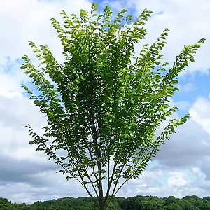 Princeton Elm Trees For Sale Online | The Tree Center