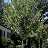 Princeton Elm Trees For Sale Online | The Tree Center