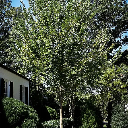 Princeton Elm Trees For Sale Online | The Tree Center