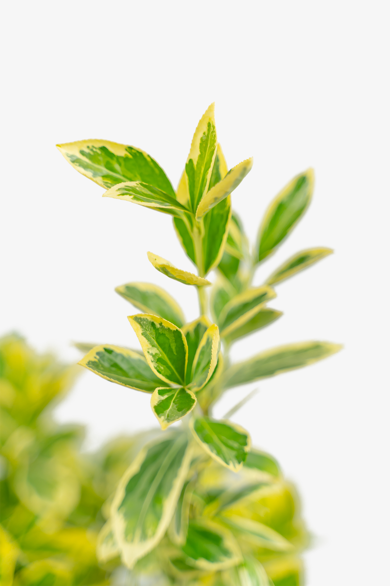 Silver King Euonymus For Sale Online | The Tree Center
