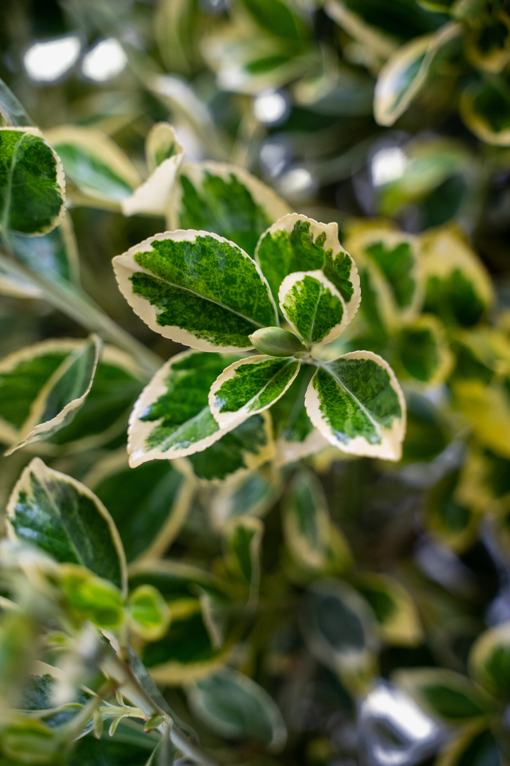 Silver Queen Euonymus For Sale Online | The Tree Center