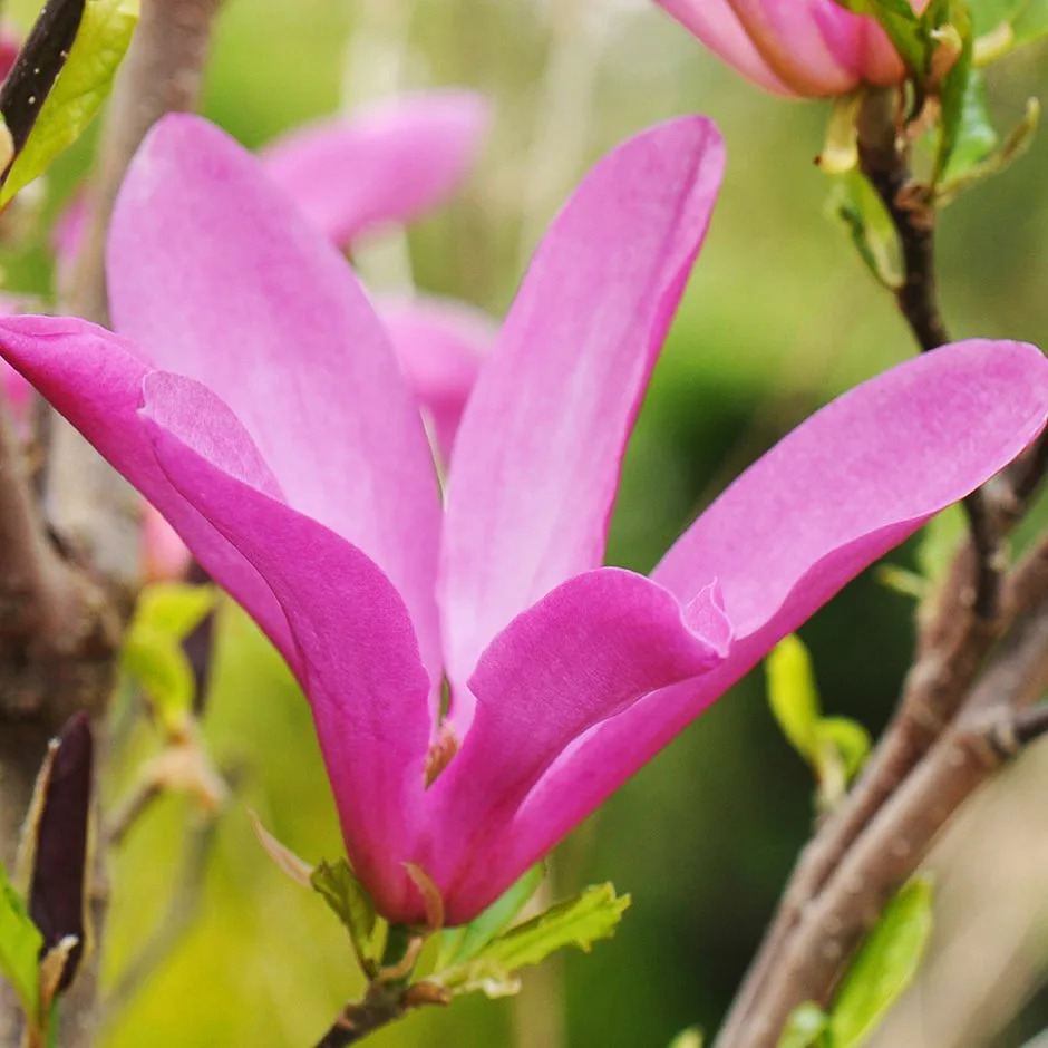 Susan Magnolia For Sale Online | The Tree Center