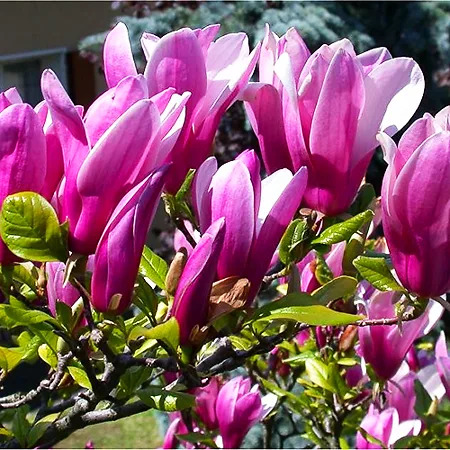 Susan Magnolia For Sale Online | The Tree Center