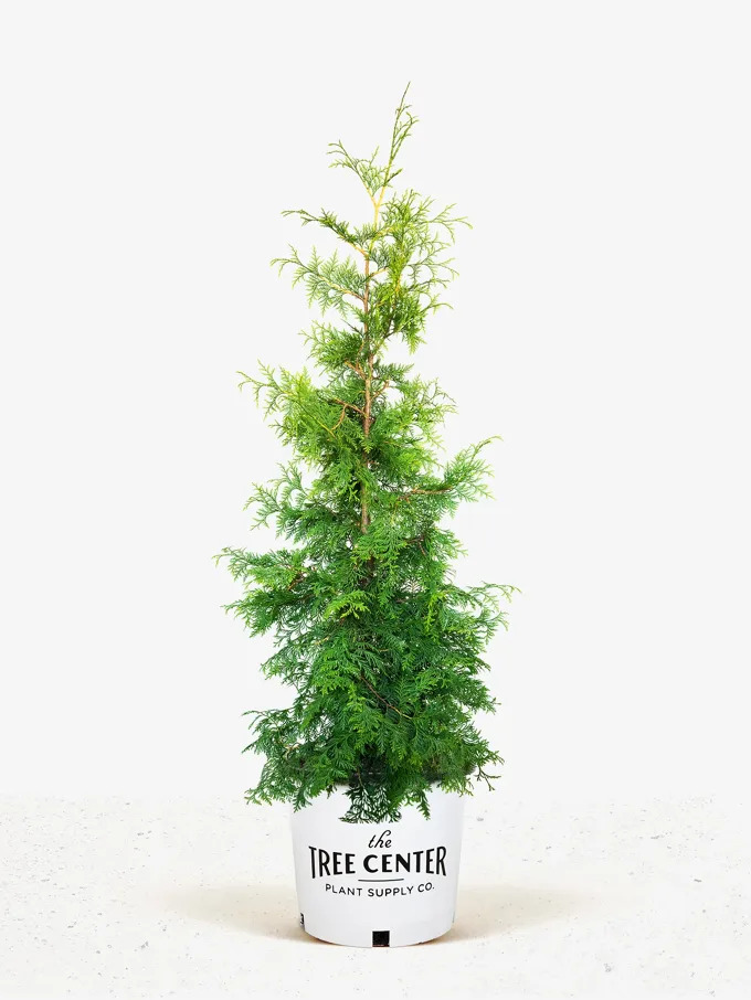 Arborvitae Trees for Sale Online | The Tree Center