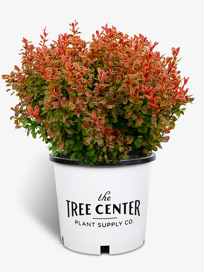 Barberry Shrubs | Buy Barberry Shrubs Online | The Tree Center