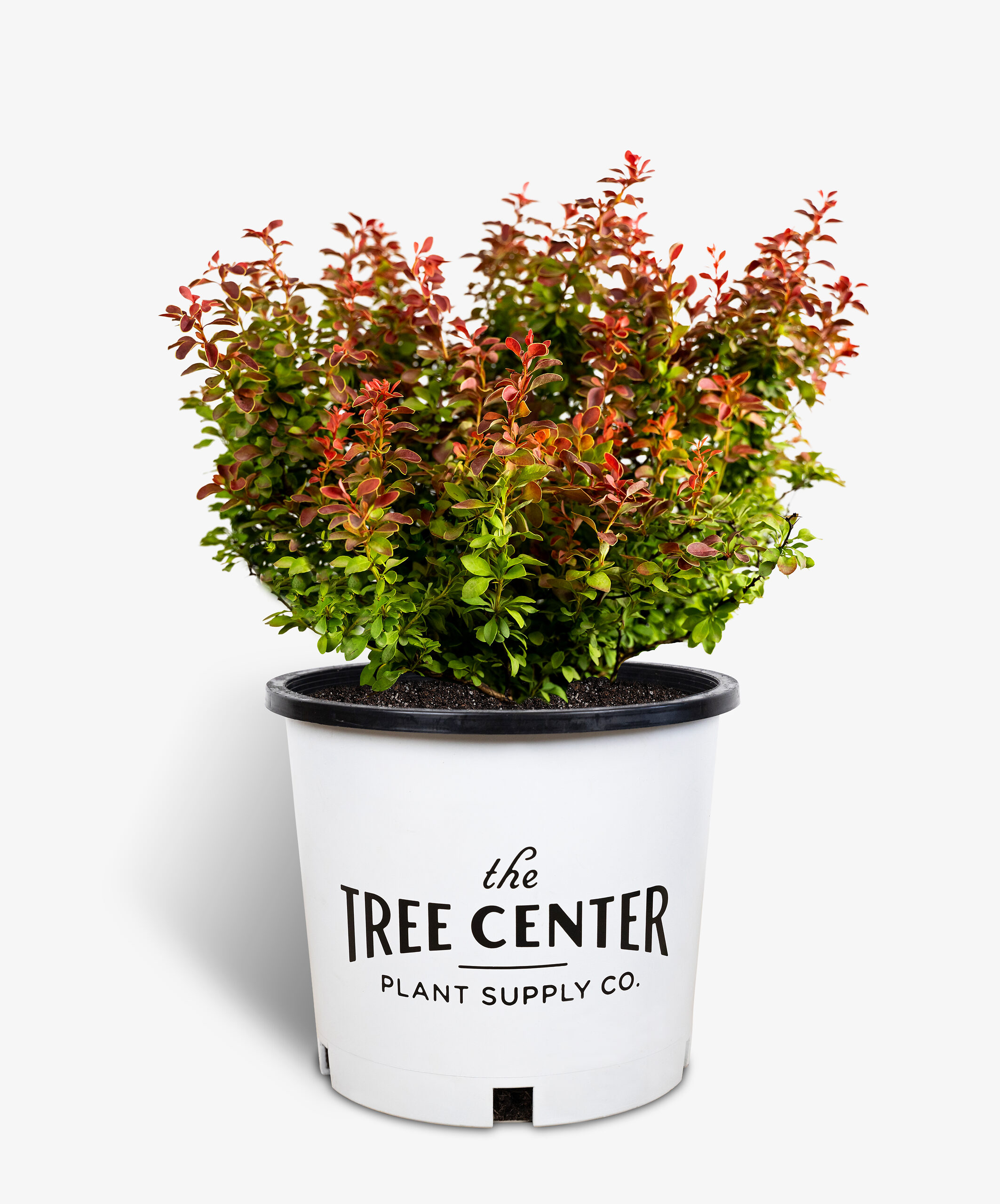 Admiration Japanese Barberry Shrubs For Sale Online | The Tree Center