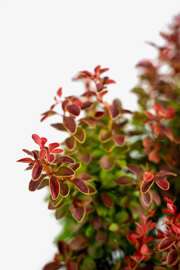 Admiration Japanese Barberry Shrubs For Sale Online | The Tree Center