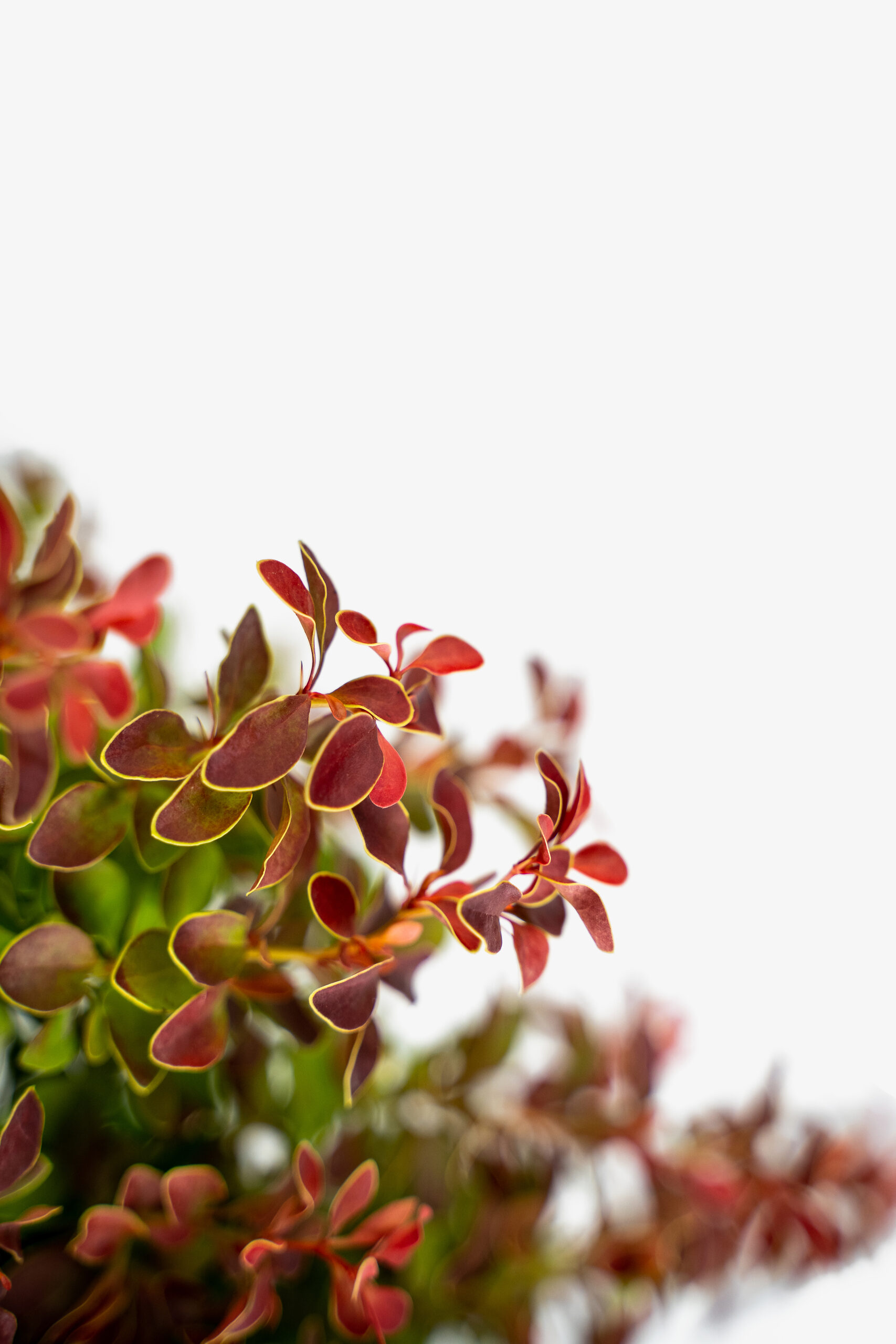 Admiration Japanese Barberry Shrubs For Sale Online | The Tree Center