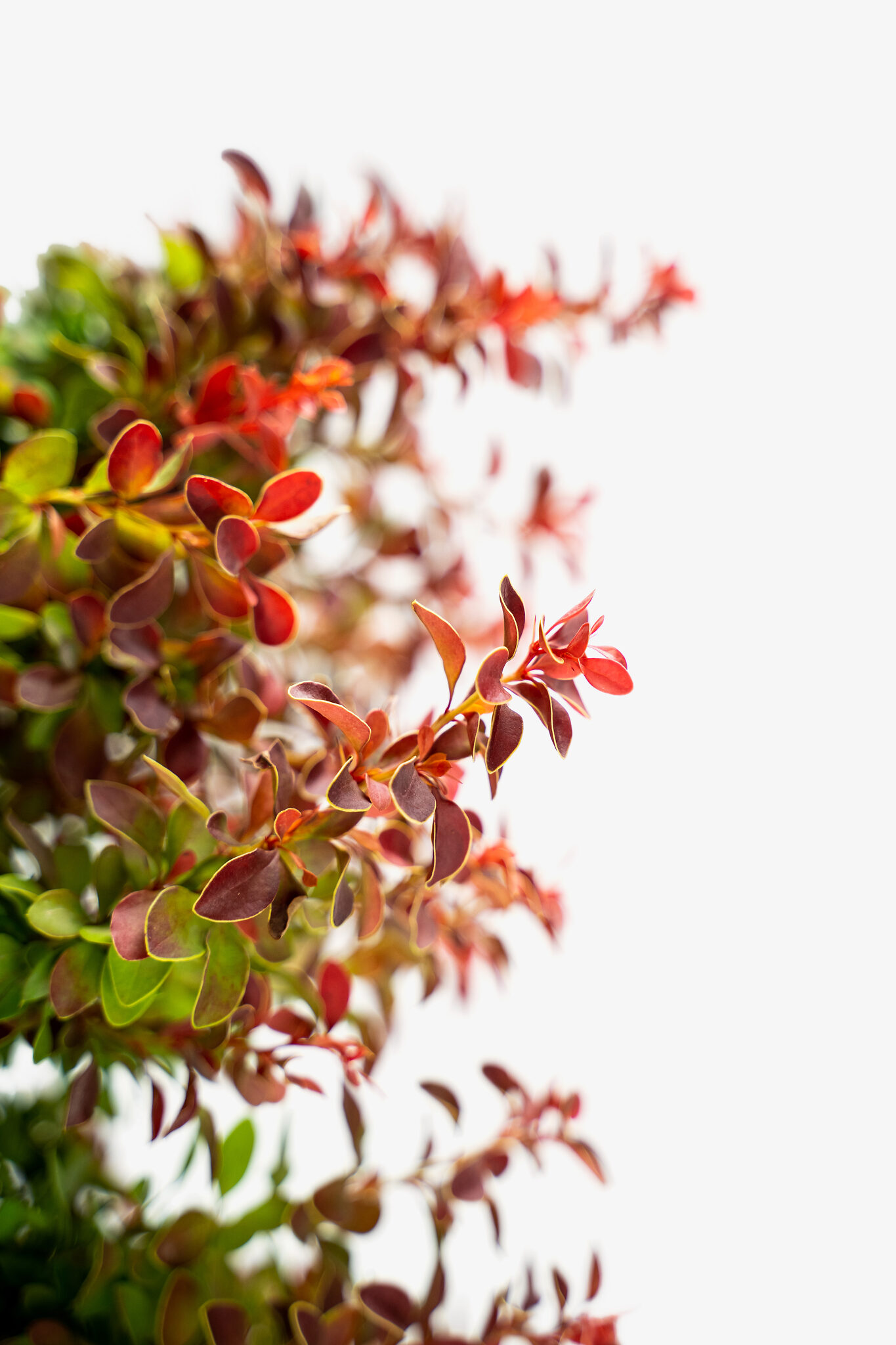 Admiration Japanese Barberry Shrubs For Sale Online | The Tree Center