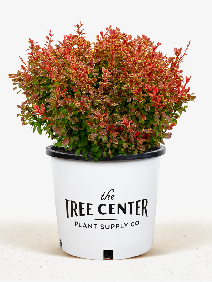 Lime Glow Japanese Barberry Shrubs For Sale | The Tree Center