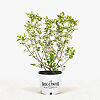 Autumn Magic Black Chokeberry Shrubs For Sale Online | The Tree Center