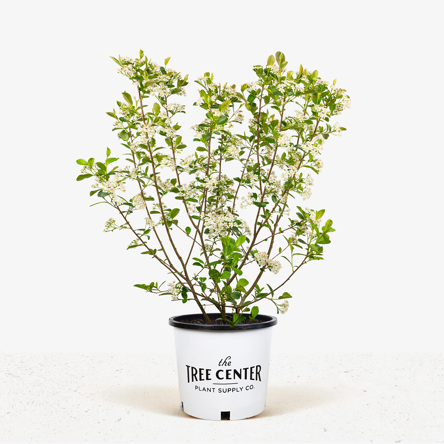Autumn Magic Black Chokeberry Shrubs For Sale Online | The Tree Center