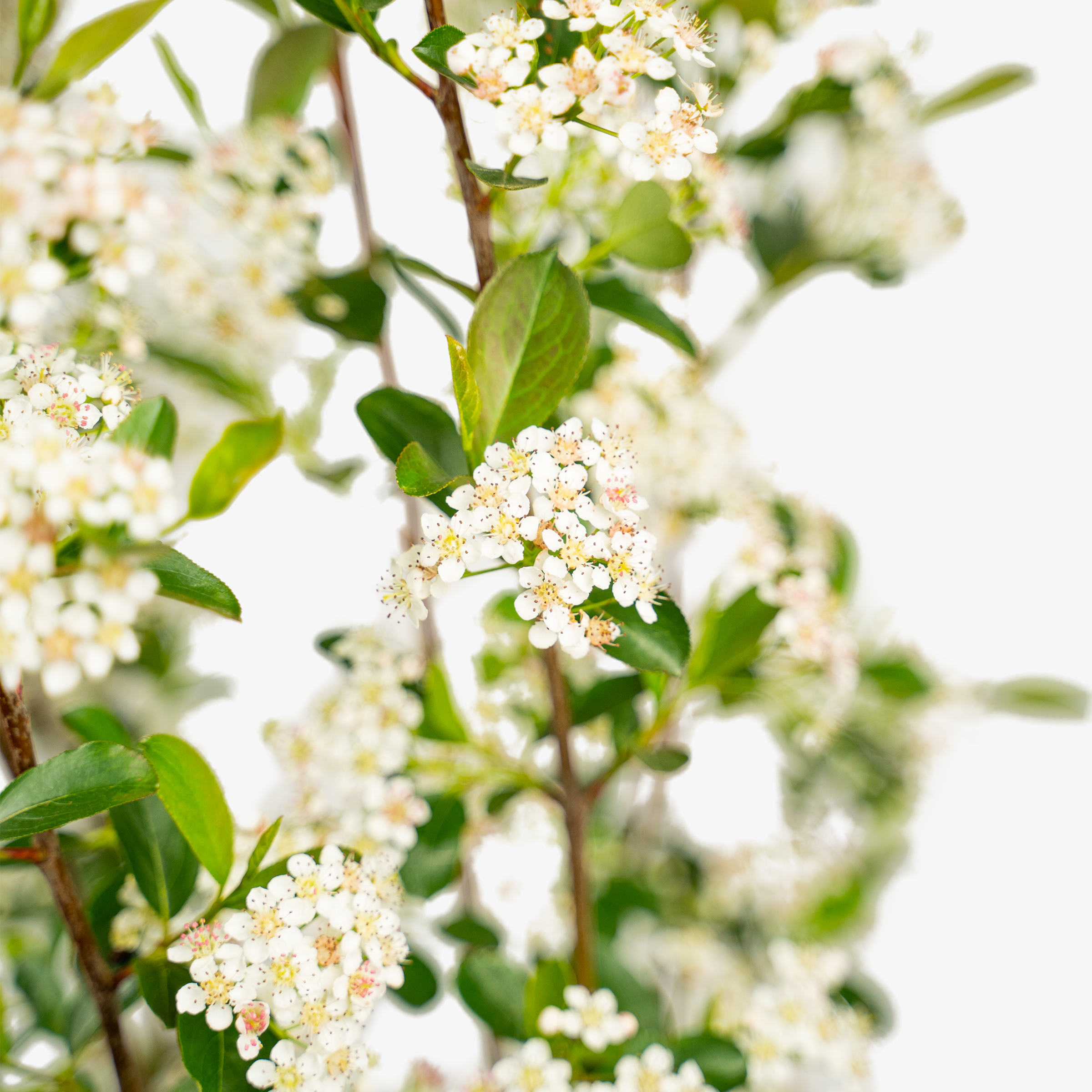 Autumn Magic Black Chokeberry Shrubs For Sale Online | The Tree Center