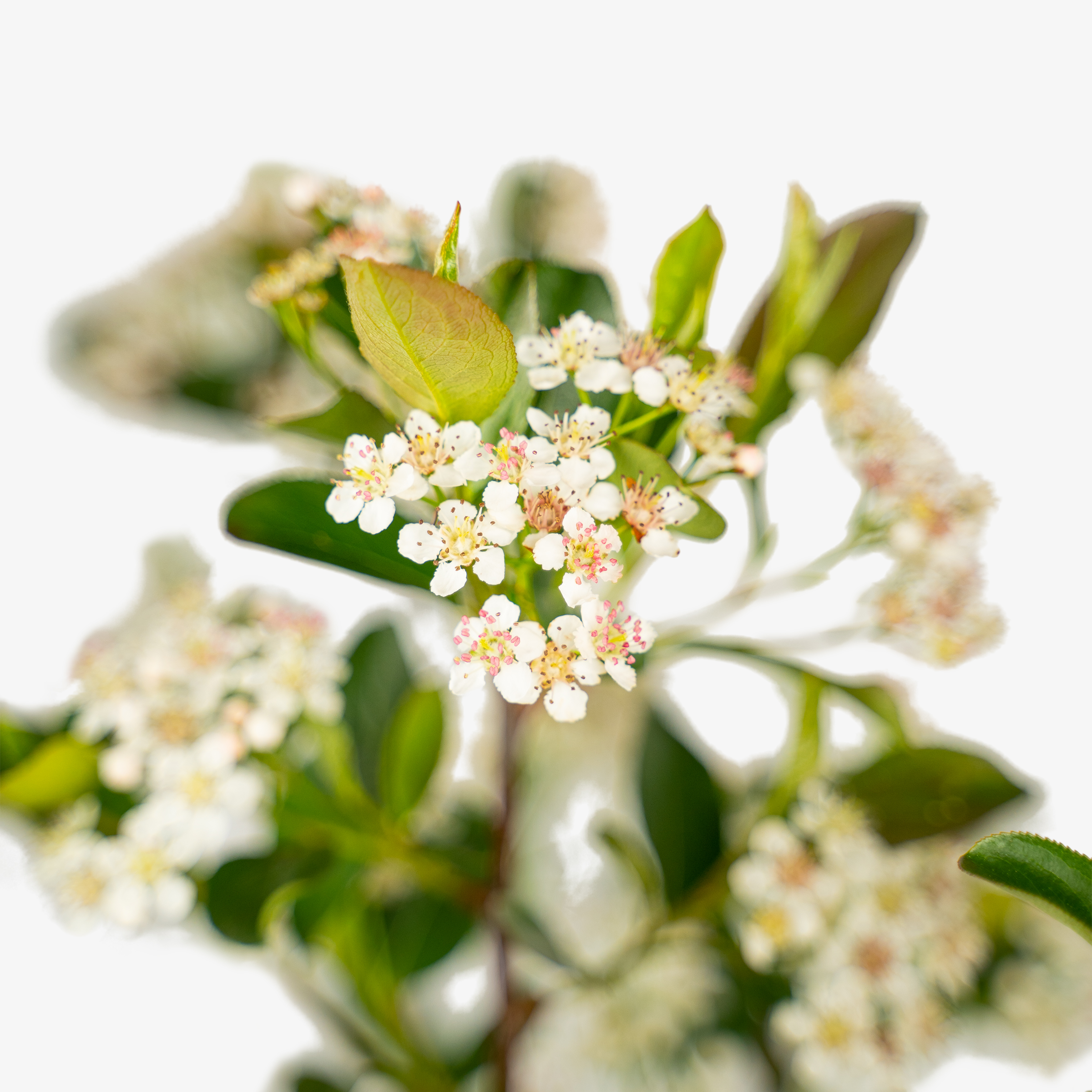 Autumn Magic Black Chokeberry Shrubs For Sale Online | The Tree Center