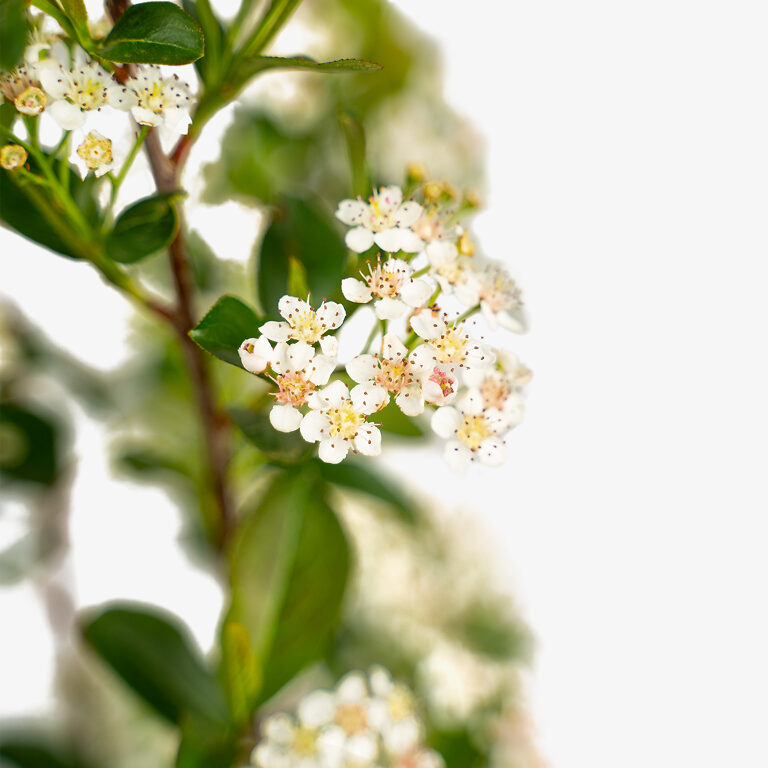 Autumn Magic Black Chokeberry Shrubs For Sale Online | The Tree Center