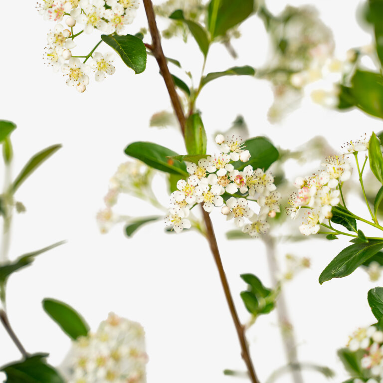 Autumn Magic Black Chokeberry Shrubs For Sale Online | The Tree Center