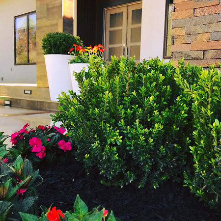 Baby Jade Japanese Boxwoods For Sale Online | The Tree Center