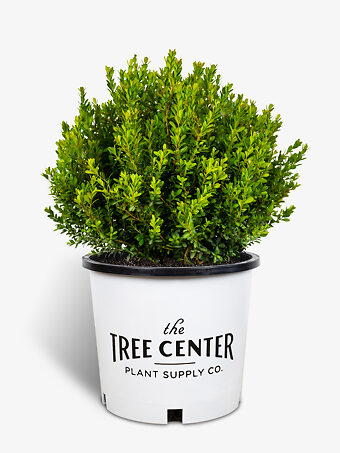 Our Newest Trees, Shrubs and Plants | The Tree Center