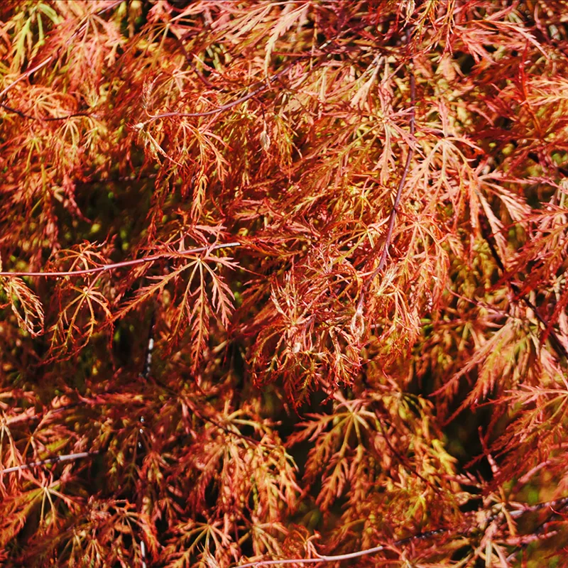 Baldsmith Japanese Maples For Sale Online | The Tree Center