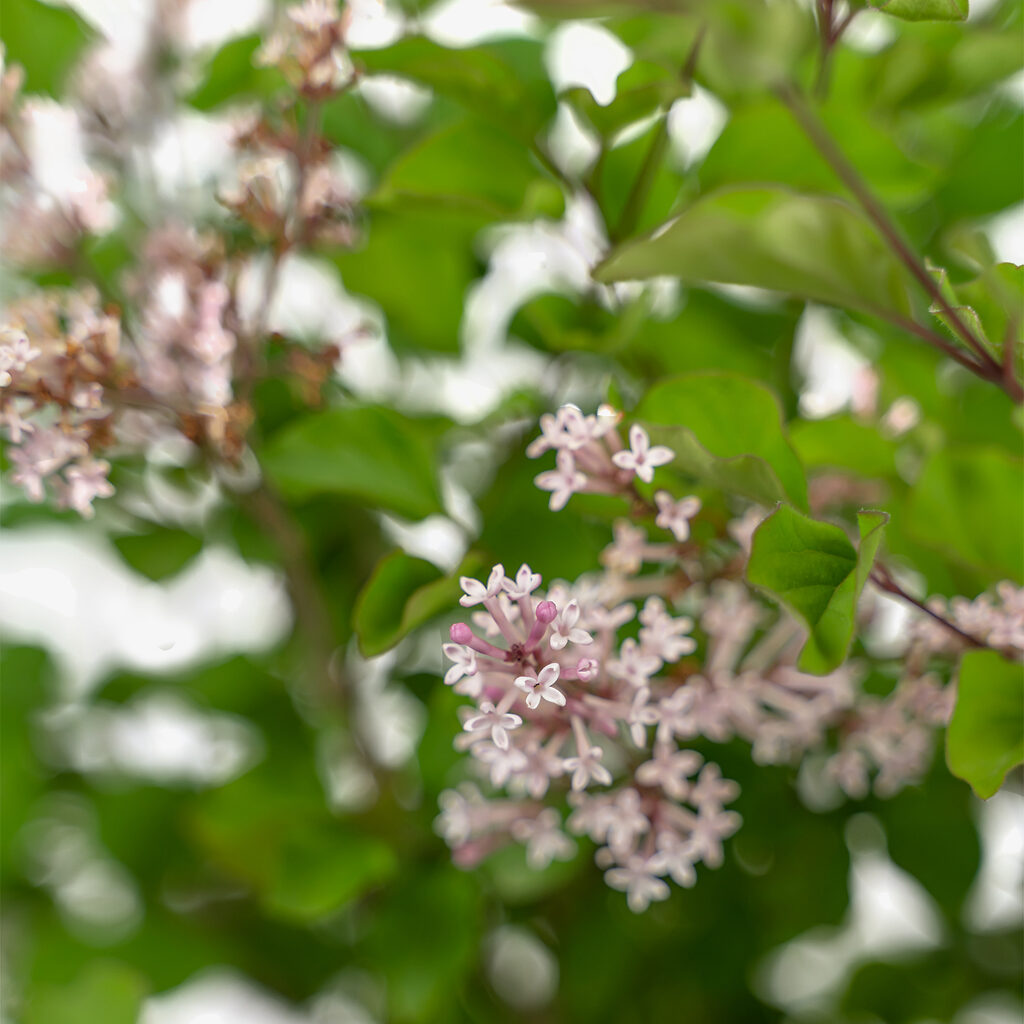 Bloomerang Dark Purple Lilacs For Sale Online | The Tree Center