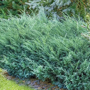 Blue Chip Juniper Trees For Sale Online | The Tree Center