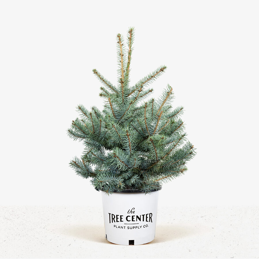 Blue Diamond Spruce Trees For Sale Online | The Tree Center