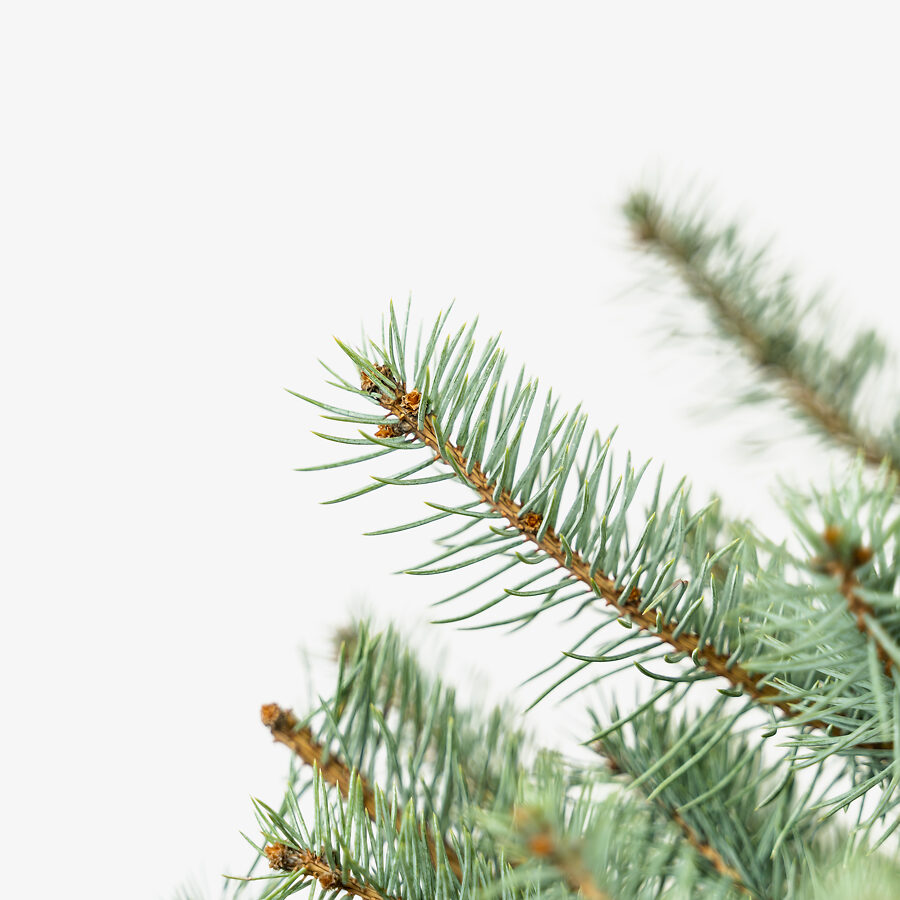Blue Diamond Spruce Trees For Sale Online | The Tree Center