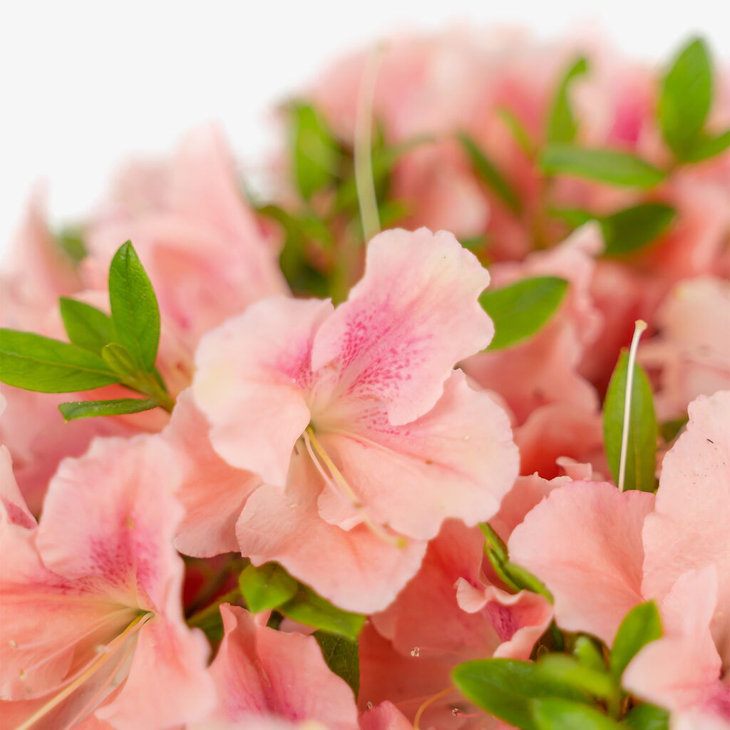 Blush Elegance ReBLOOM Azaleas For Sale Online | The Tree Center