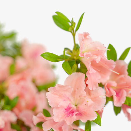 Blush Elegance ReBLOOM Azaleas For Sale Online | The Tree Center