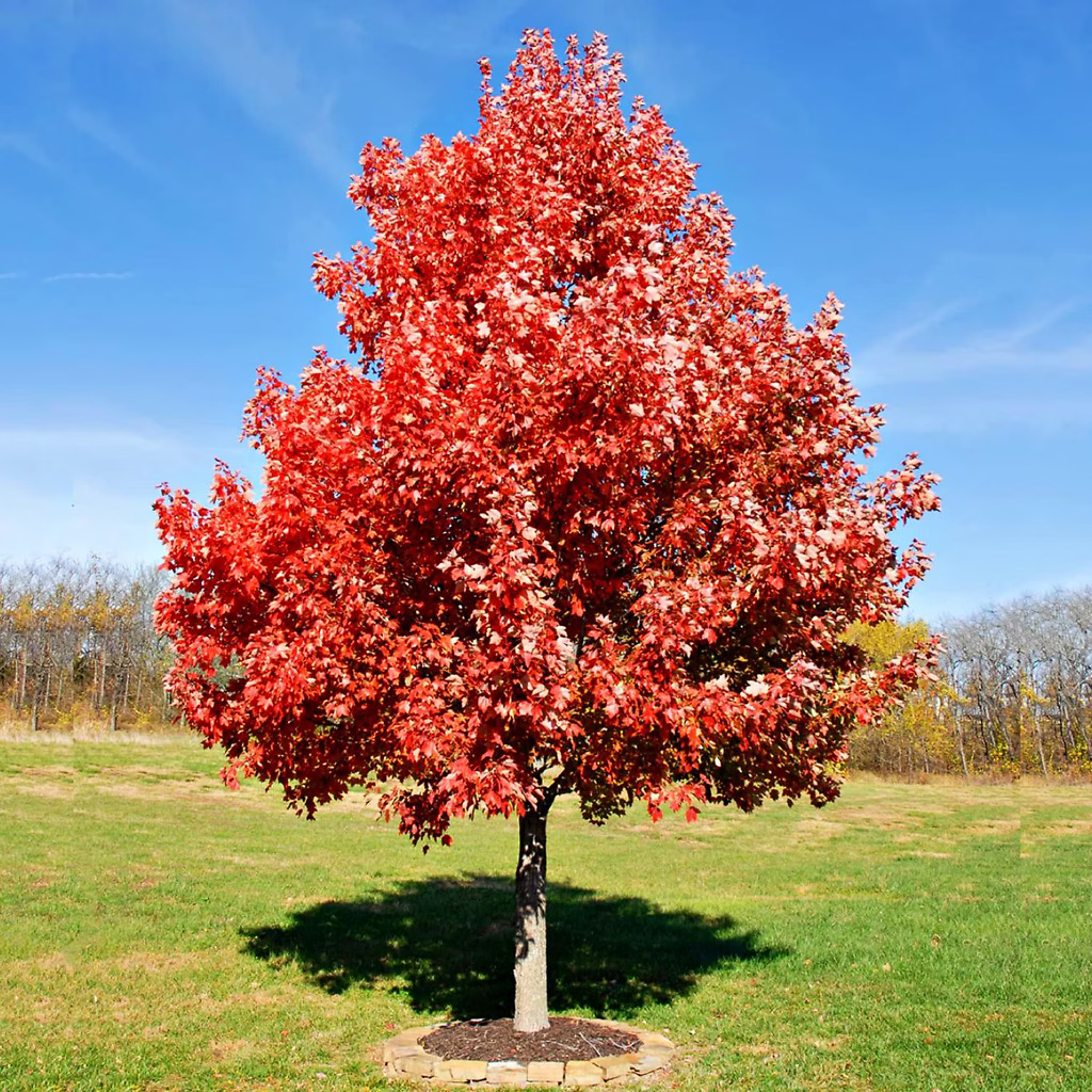 Brandywine Red Maple Trees For Sale Online | The Tree Center