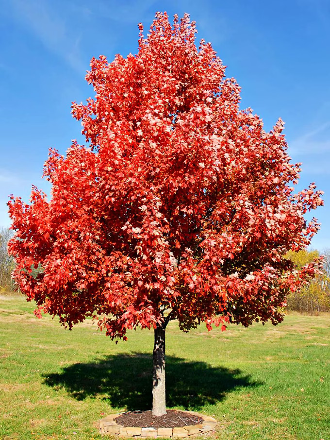 Burgundy Belle Red Maple Trees For Sale Online | The Tree Center
