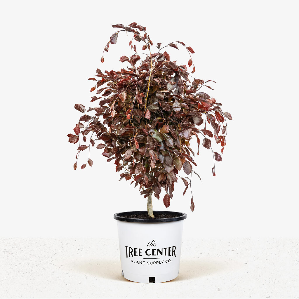 Columnar Purple Beech Trees For Sale Online | The Tree Center