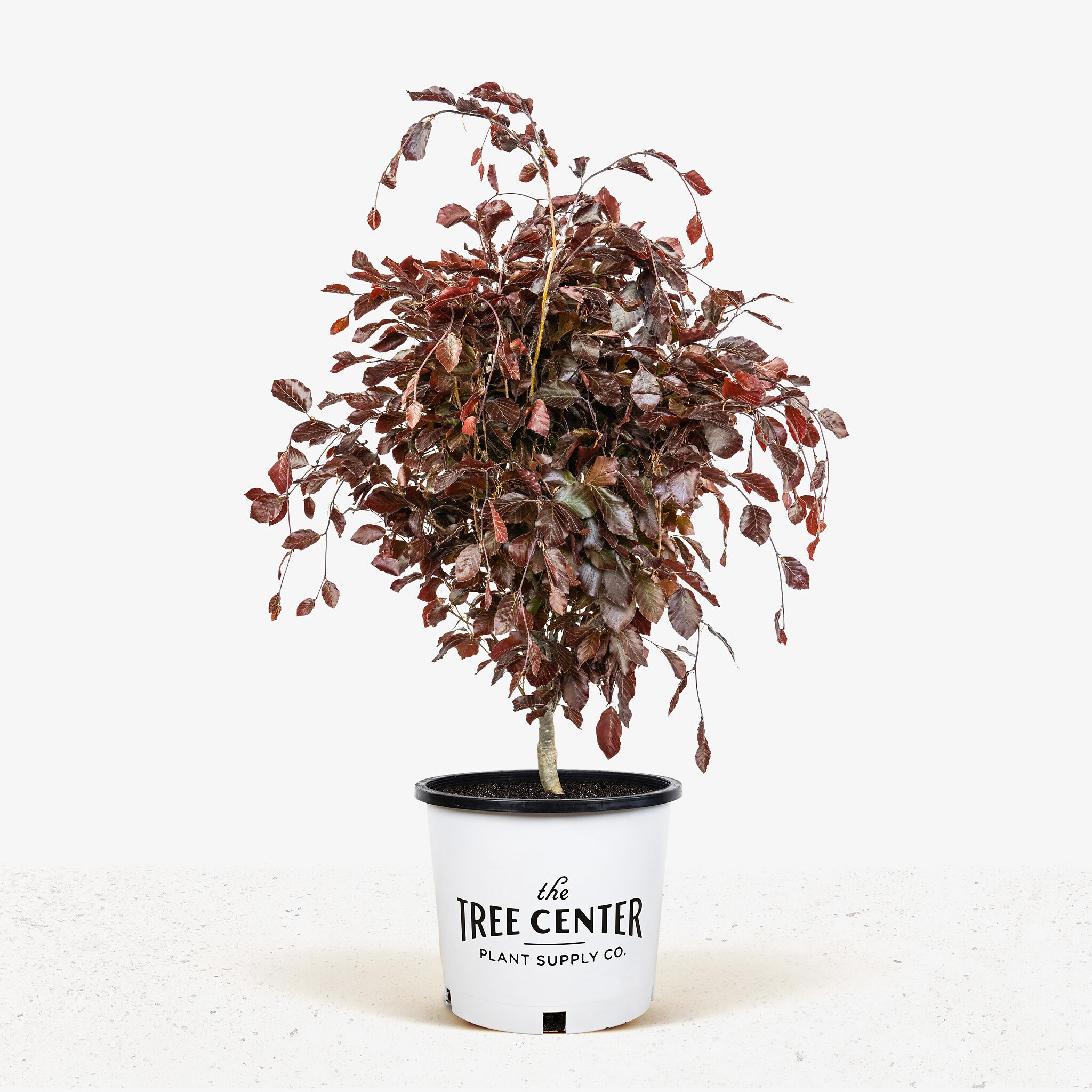 Columnar Purple Beech Trees For Sale Online | The Tree Center