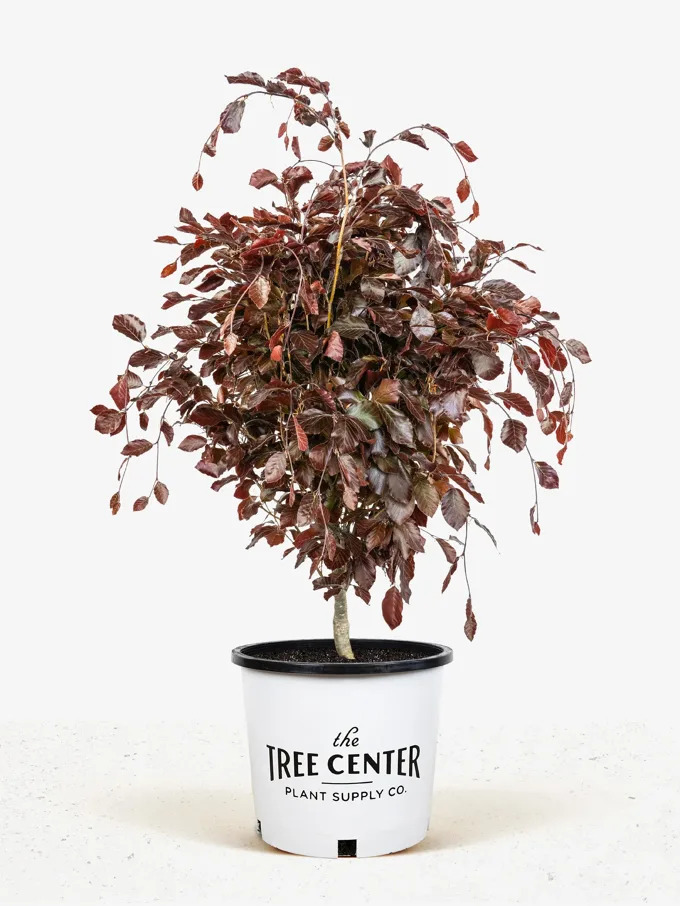 Beech Trees For Sale Online | The Tree Center