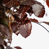 Columnar Purple Beech Trees For Sale Online | The Tree Center