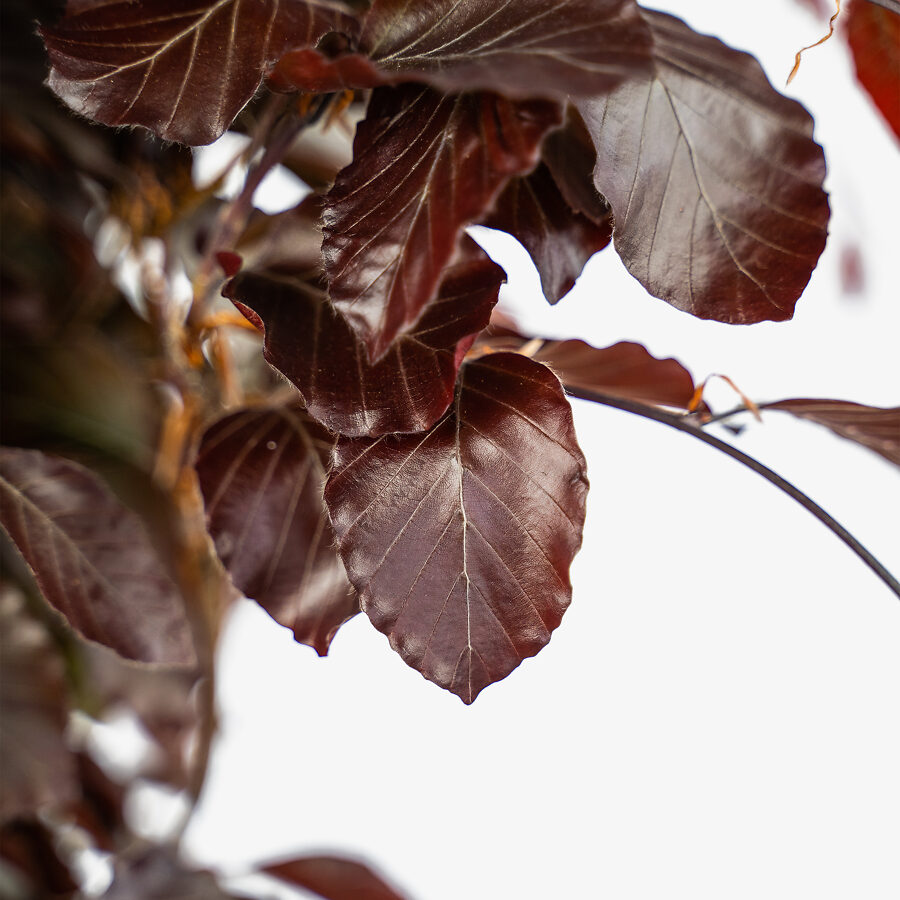 Columnar Purple Beech Trees For Sale Online | The Tree Center