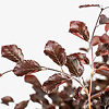 Columnar Purple Beech Trees For Sale Online | The Tree Center