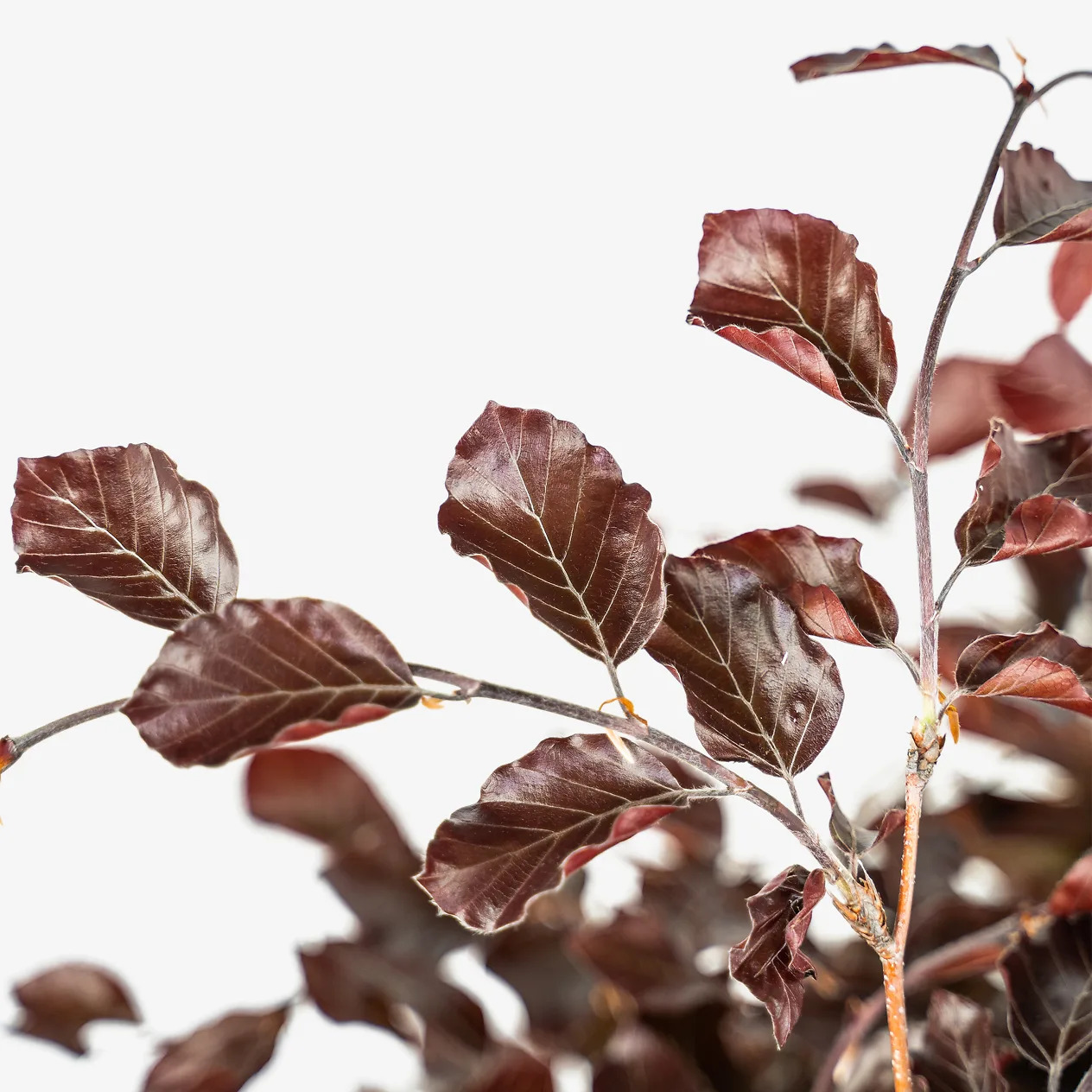 Columnar Purple Beech Trees For Sale Online | The Tree Center