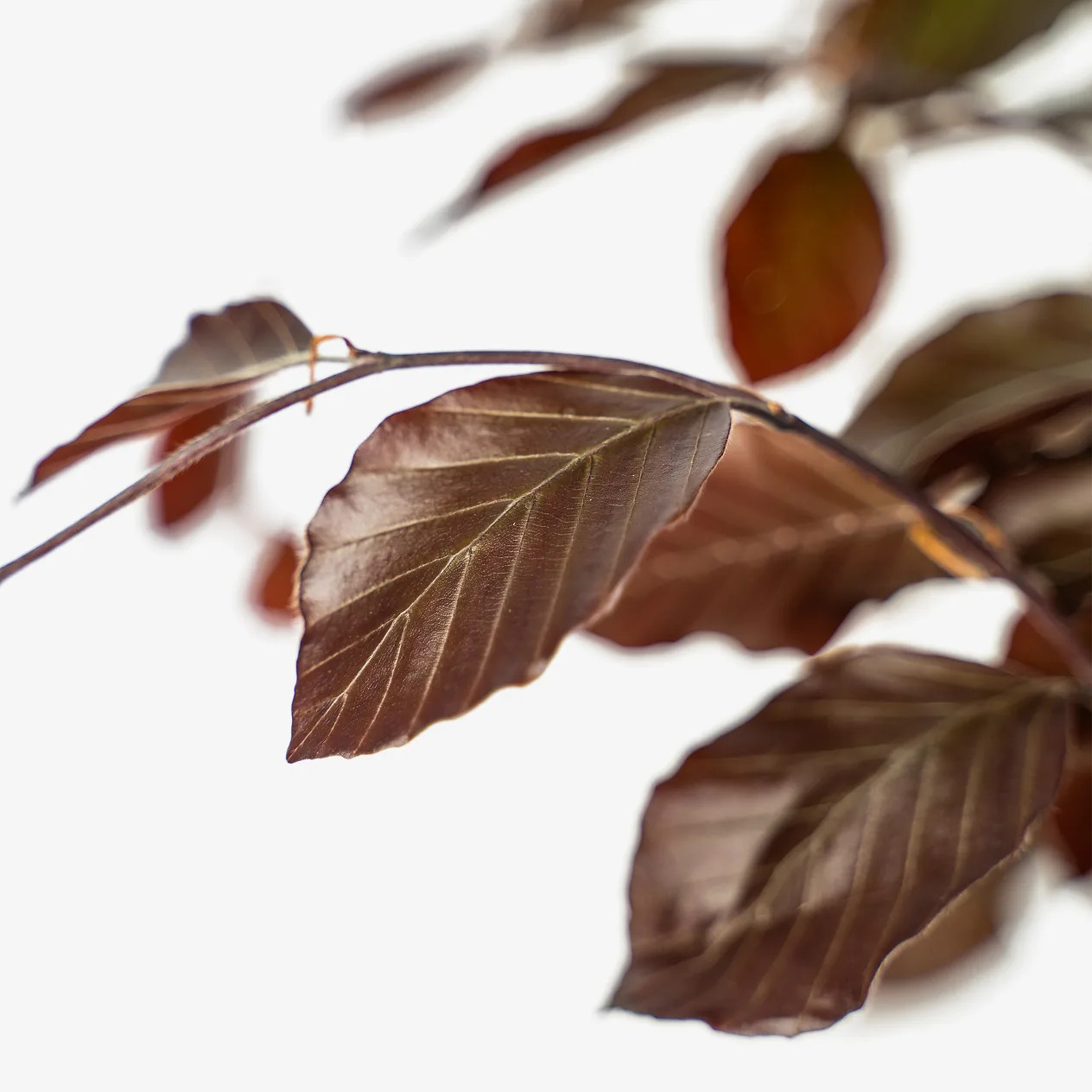 Columnar Purple Beech Trees For Sale Online | The Tree Center