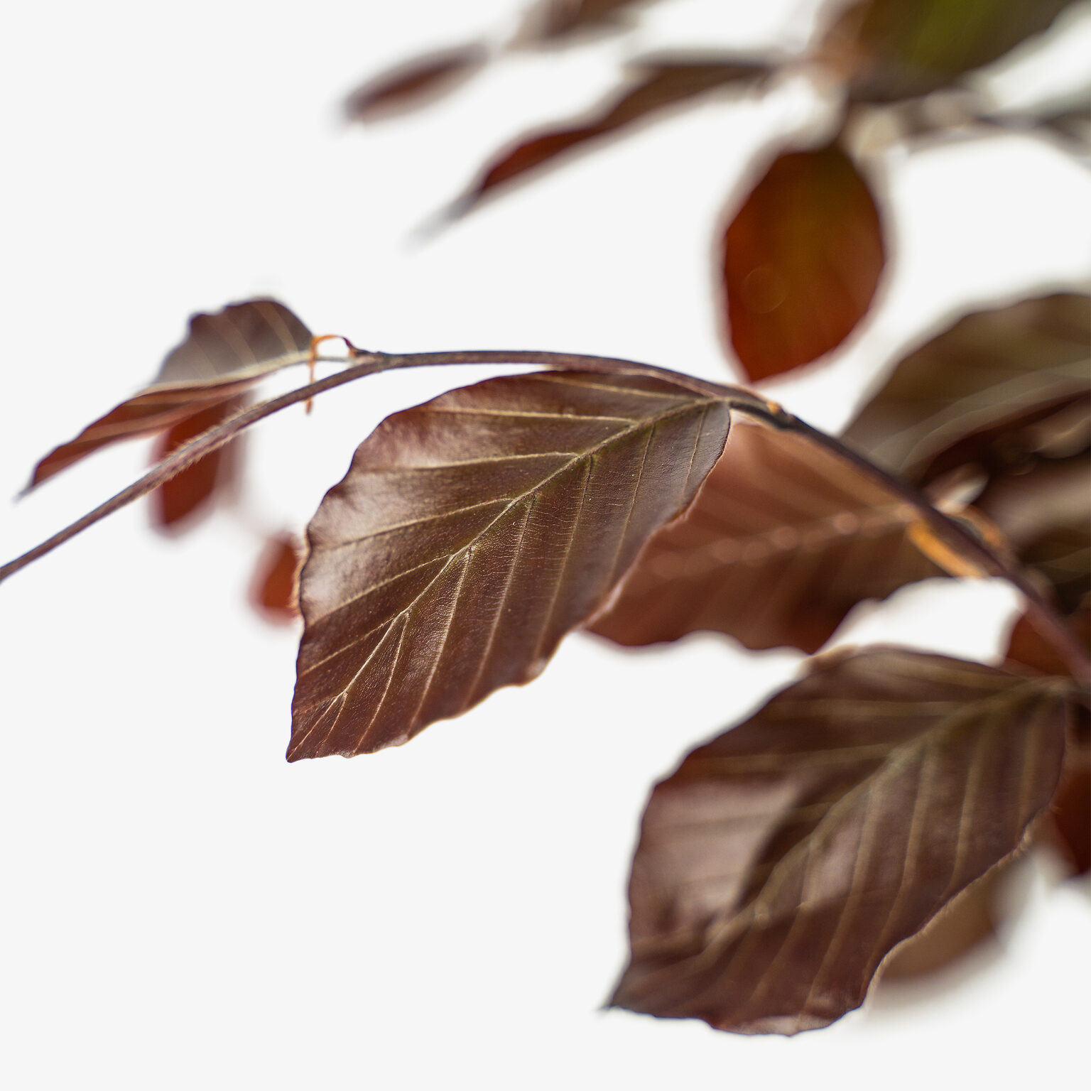 Columnar Purple Beech Trees For Sale Online | The Tree Center