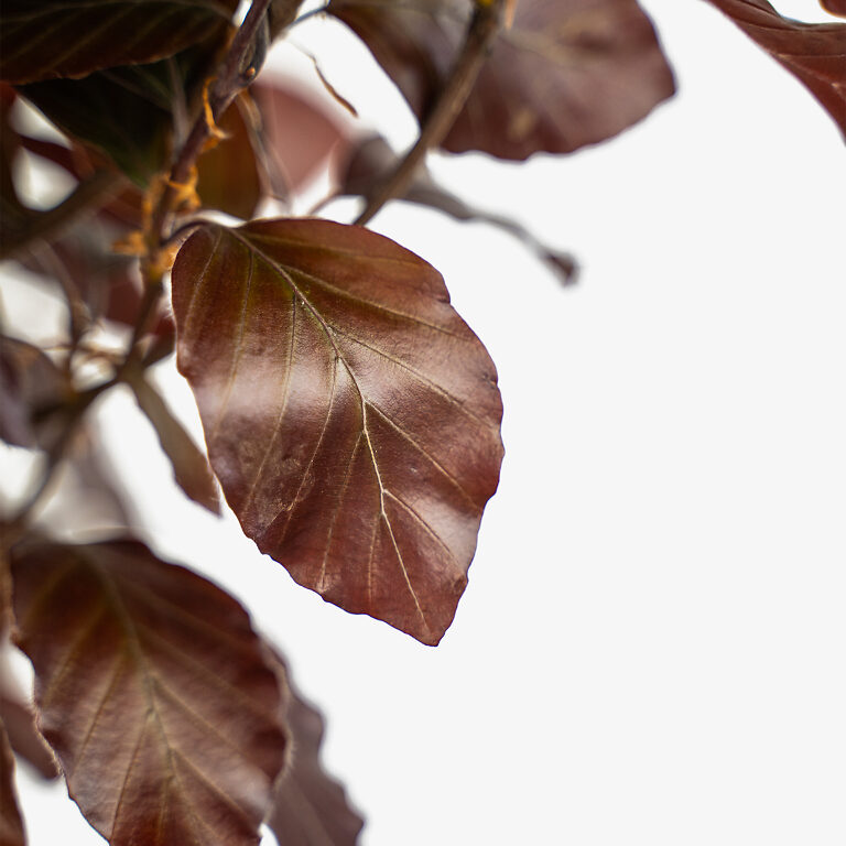 Columnar Purple Beech Trees For Sale Online | The Tree Center