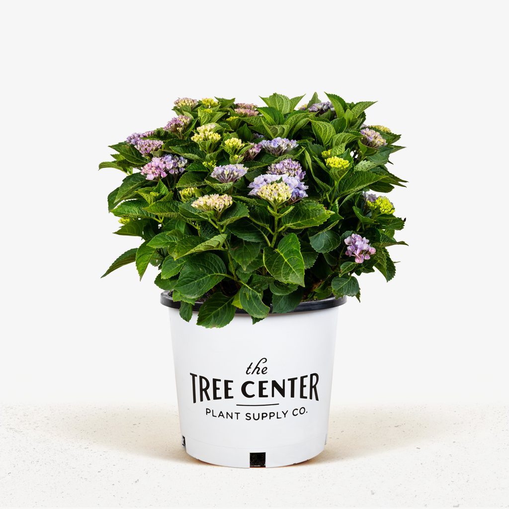 Everlasting Revolution Hydrangea Shrubs For Sale Online | The Tree Center