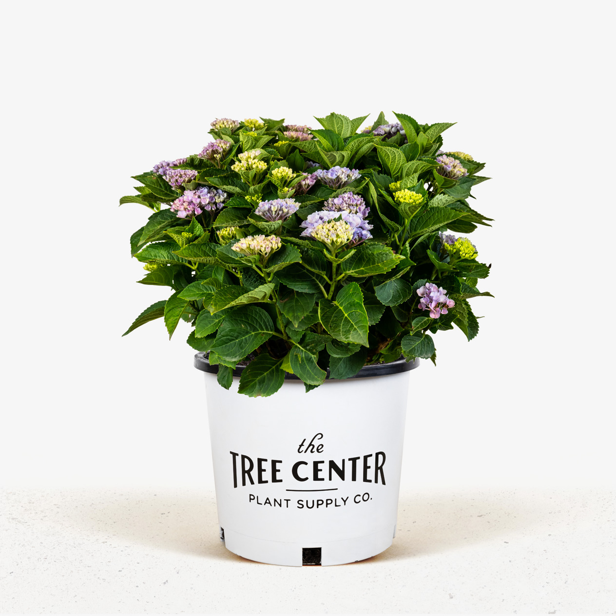 Everlasting Revolution Hydrangea Shrubs For Sale Online | The Tree Center