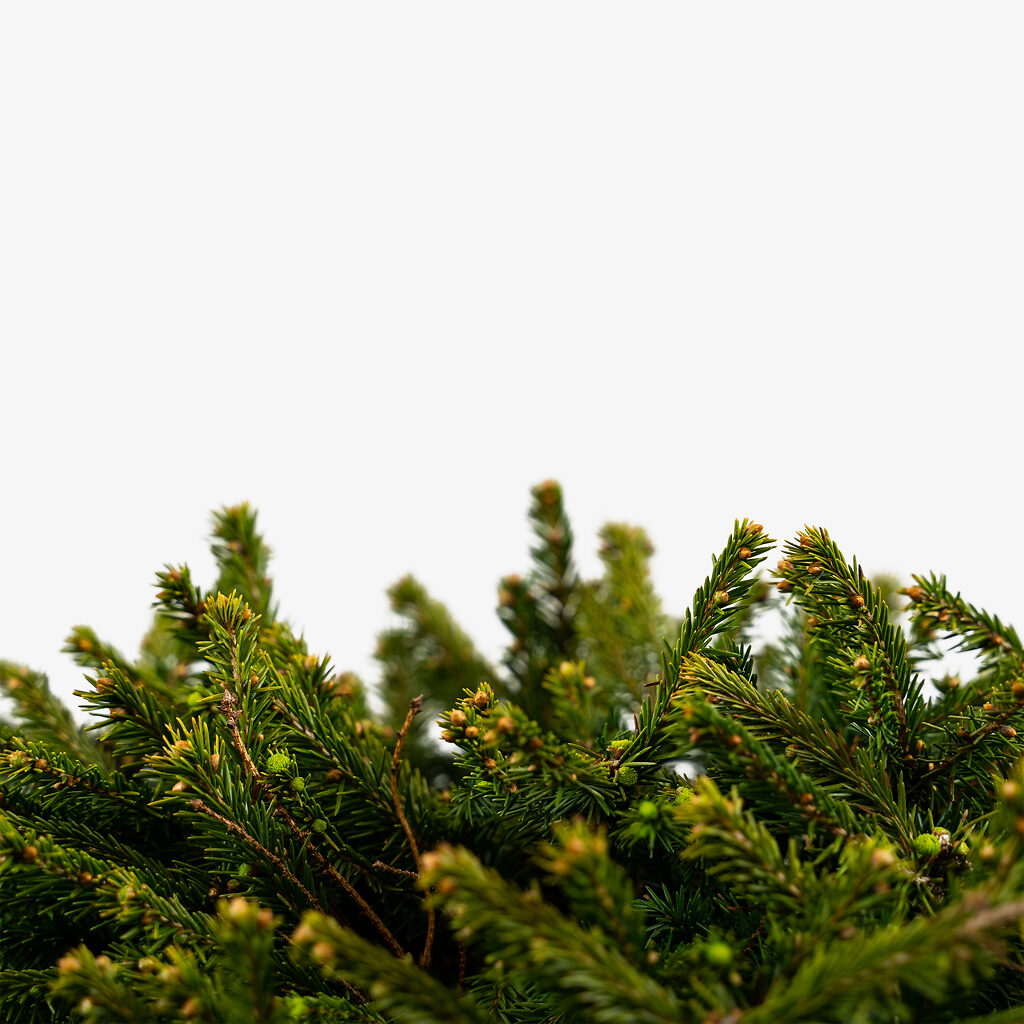 Dwarf Norway Spruce Trees For Sale Online The Tree Center