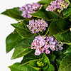 Everlasting Revolution Hydrangea Shrubs For Sale Online | The Tree Center