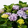 Everlasting Revolution Hydrangea Shrubs For Sale Online | The Tree Center