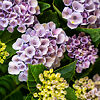 Everlasting Revolution Hydrangea Shrubs For Sale Online | The Tree Center