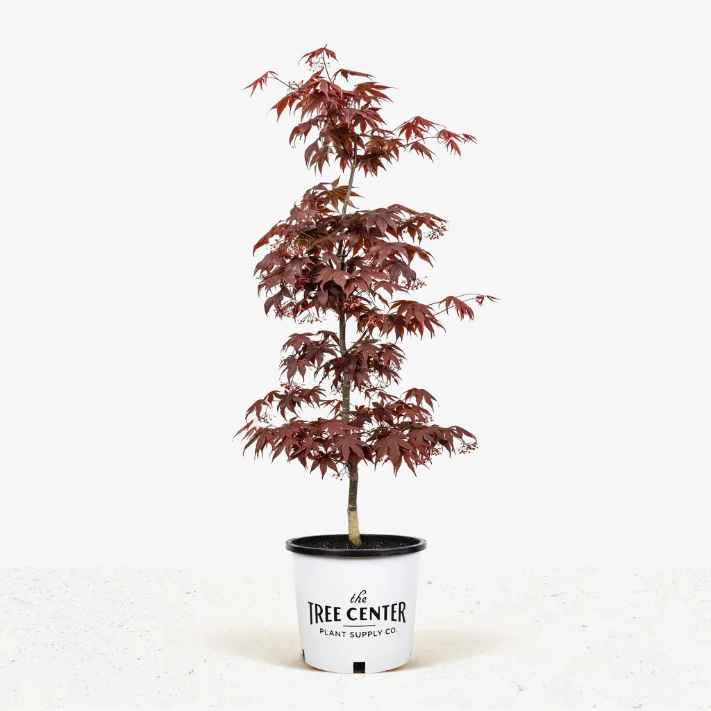 Fireglow Japanese Maple Tree For Sale Online | The Tree Center