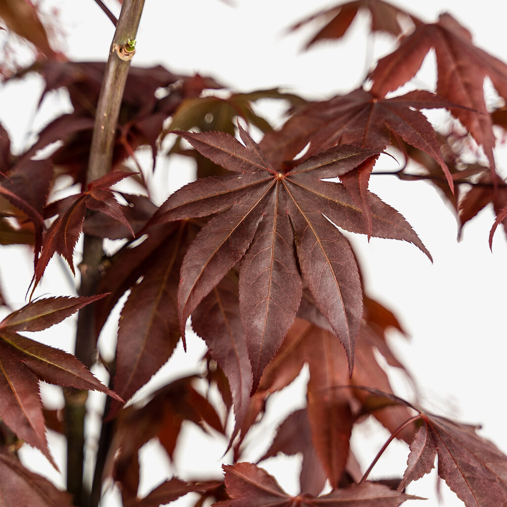 Fireglow Japanese Maple Tree For Sale Online | The Tree Center